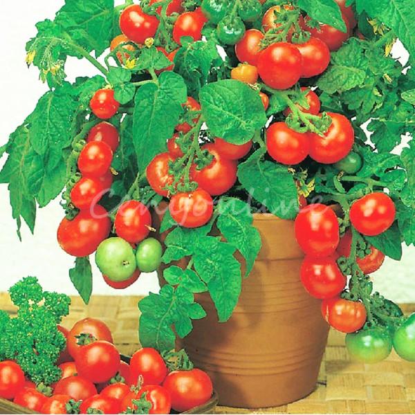 30Pcs Graines de fruit de mini tomate rouge - Cdiscount Jardin